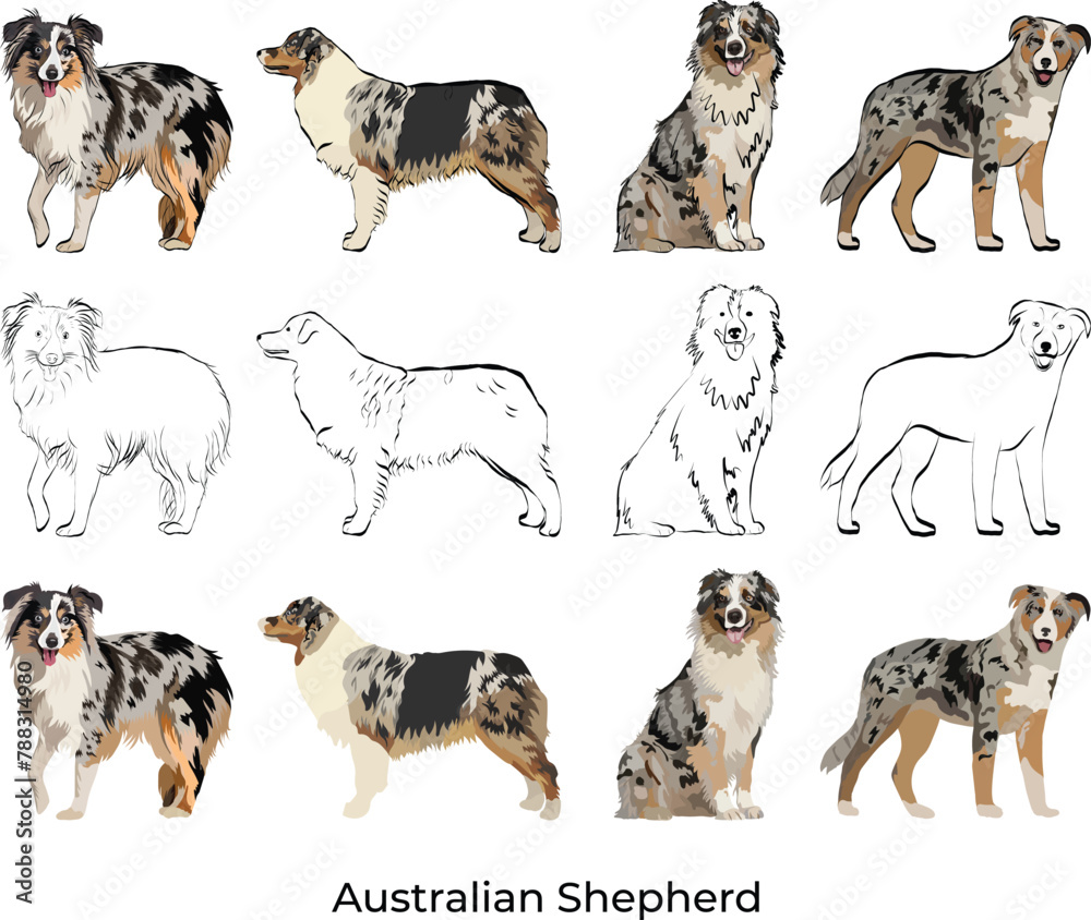 Australian Shepherd breed, Aussie Colors and Coat Patterns. Black ...
