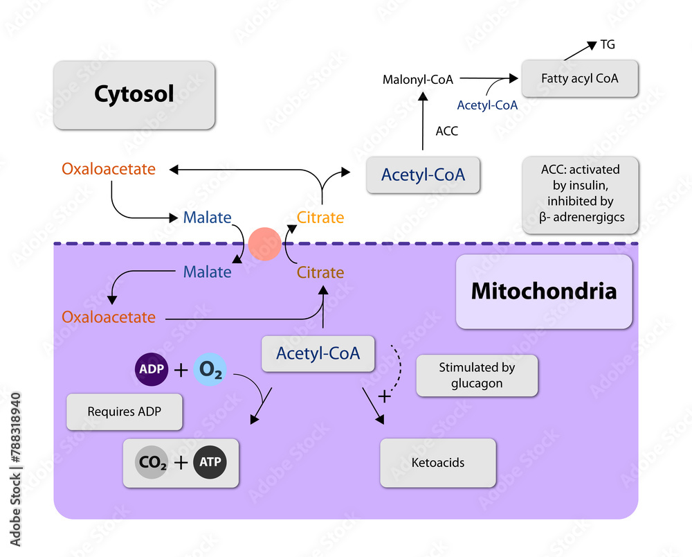 Ketogenesis transforms fats and some amino acids into ketone bodies ...