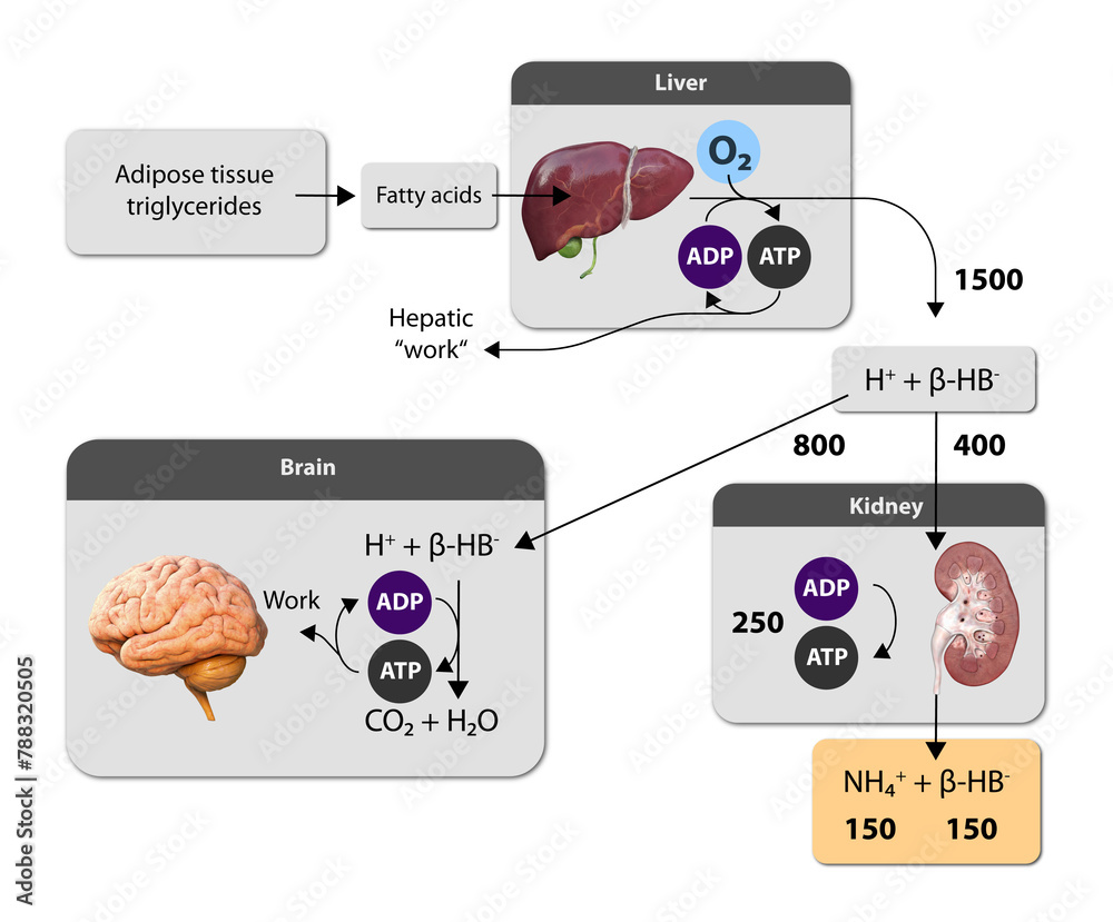 Ketogenesis transforms fats and some amino acids into ketone bodies ...
