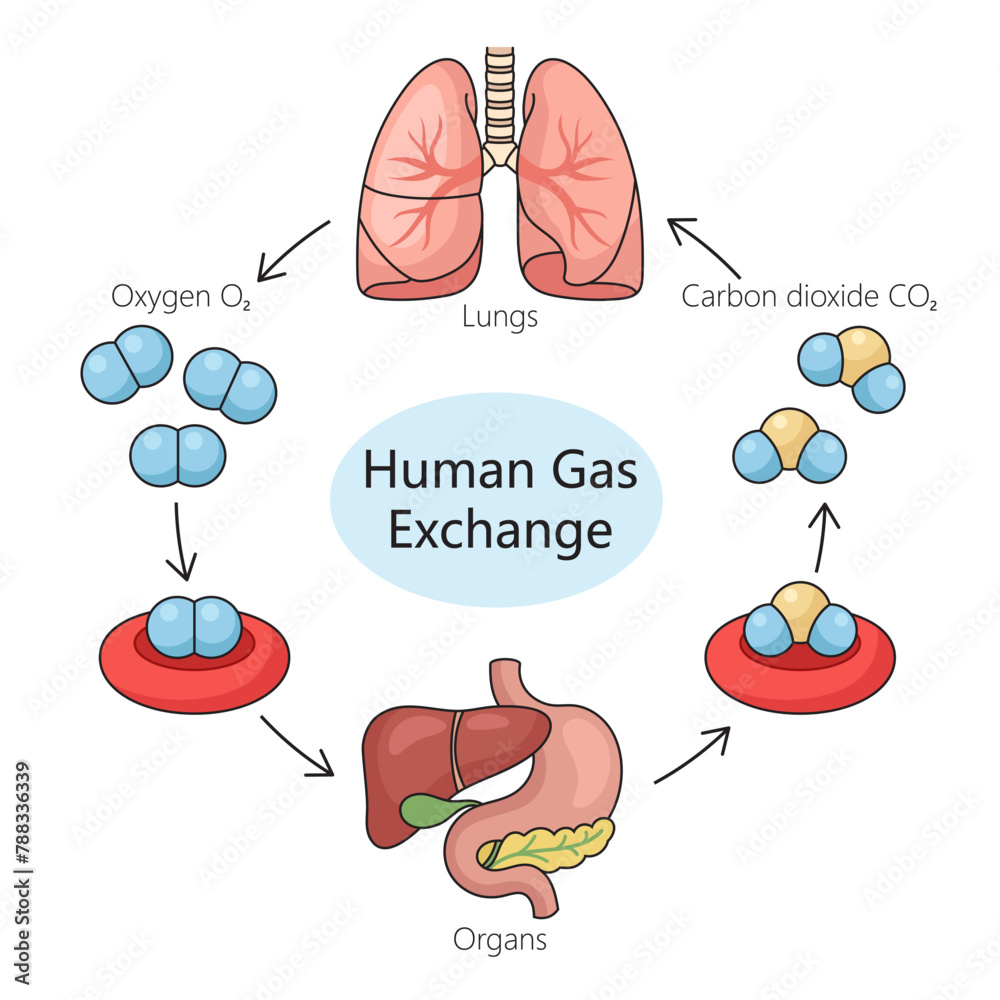 Vecteur Stock Human respiratory gas exchange process, including oxygen ...