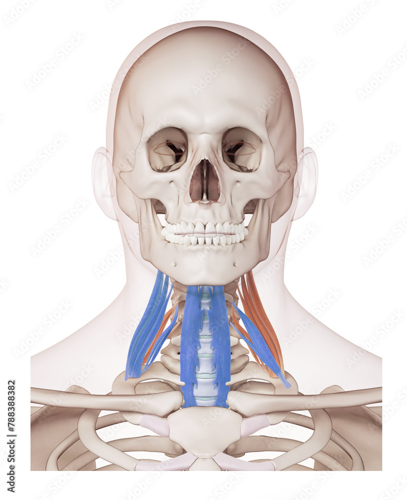 Neck of the deep front line - medial scaleni, longus colli, anterior ...
