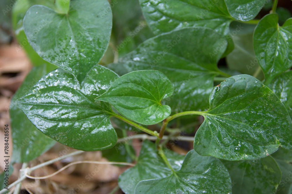 Houttuynia cordata also known as fish mint, fish leaf, rainbow plant ...