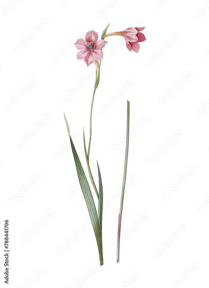 Sword lily png sticker, vintage botanical illustration, transparent ...
