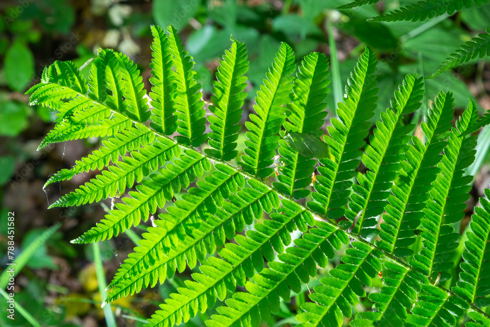 Fern is a member of a group of vascular plants that reproduce by spores ...