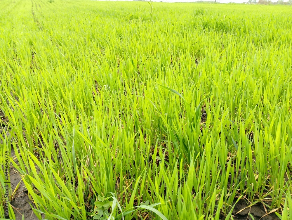 Wheat field texture. green stalks of wheat grow level in a beautiful ...