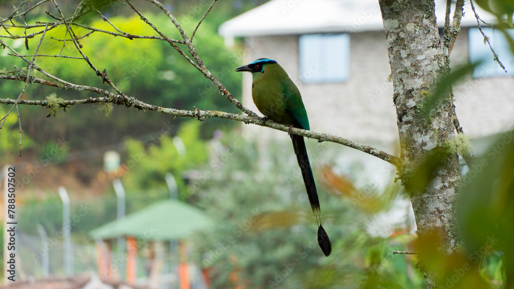 El momoto amazónico o momoto común 3 (Momotus momota), también ...