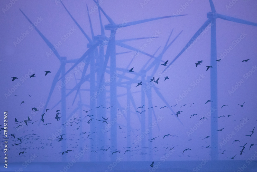 Canada goose (Branta canadensis) flock flying past wind turbines in ...