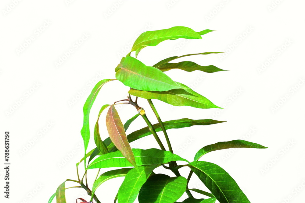 fresh green mango tree leaves with branch of hapus,ratnagiri,alphonso ...