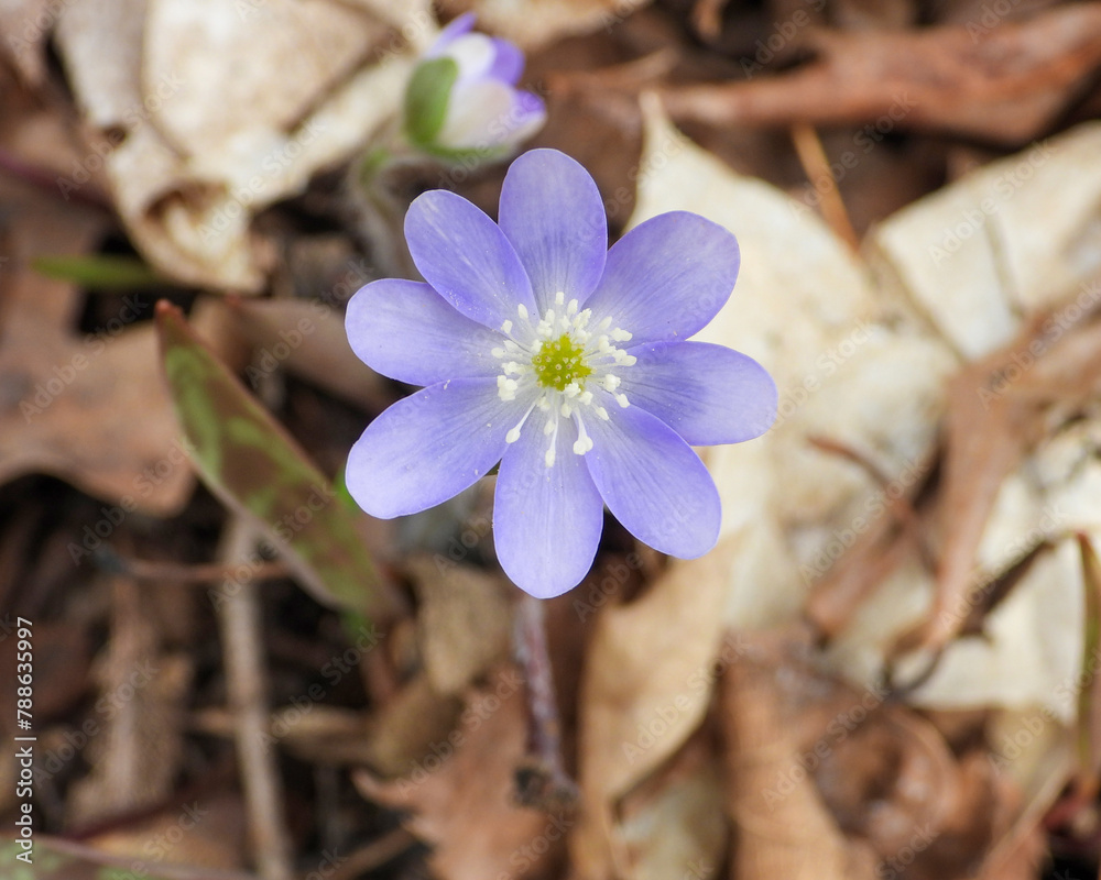 Anemone acutiloba (Sharp-lobed Hepatica) Native North American Woodland ...