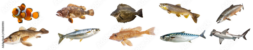 Collection of various tropical and freshwater fish species cut out png ...