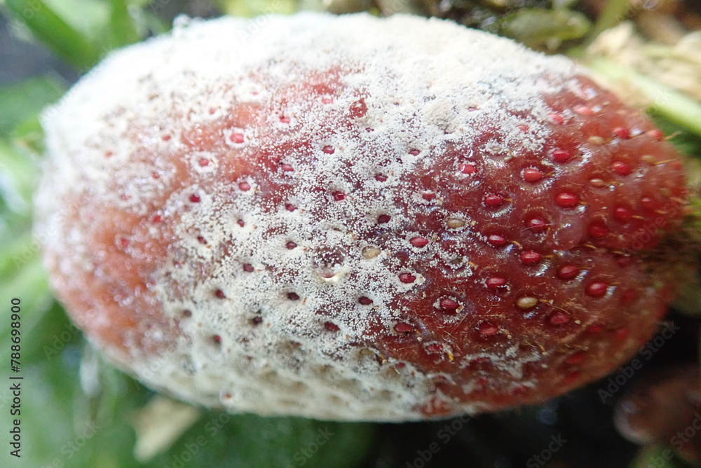 moldy, strawberry, powdery, mildew, moldy strawberry, powdery mildew ...