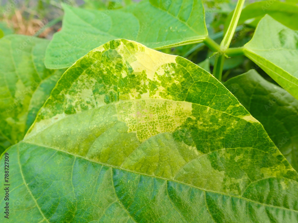 mite, spider, spider mite, leaf, plant, garden, green beans, bean plant ...