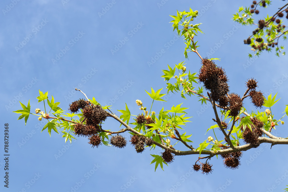 Branch of the American sweetgum tree, Liquidambar styraciflua, also ...