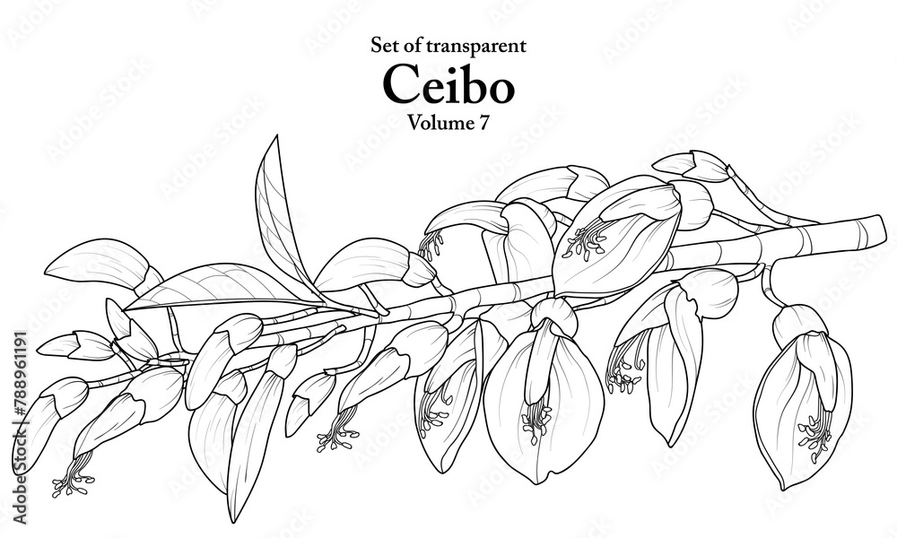 A series of isolated flower in cute hand drawn style. Ceibo in black ...