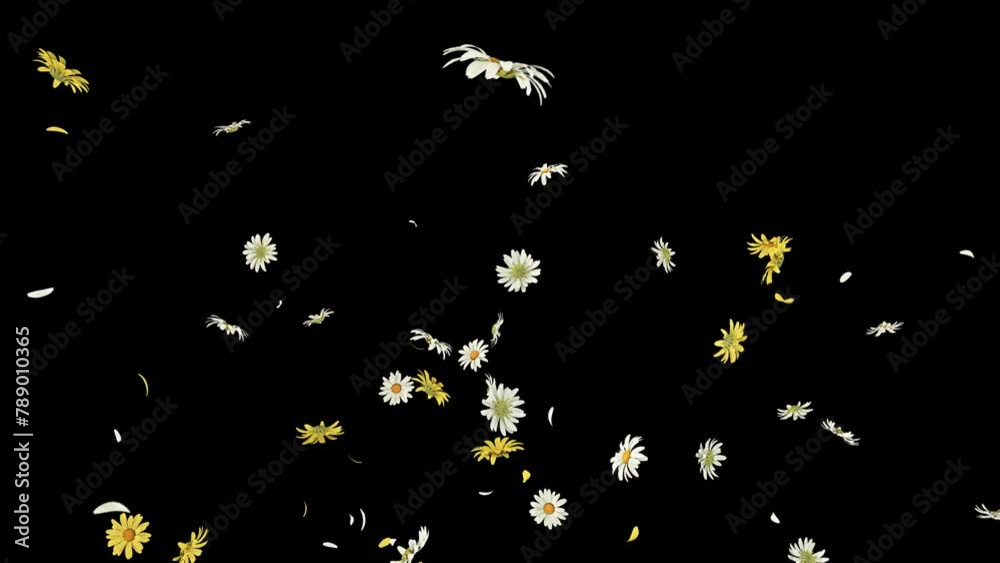 Daisy Flower Burst on Alpha Channel. Daisy flower burst with alpha ...