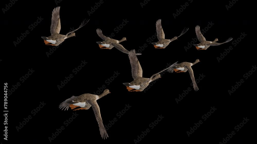Vidéo Stock Flock of 7 Wild Goose Waterfowl Birds - Bean, Taiga, Tundra ...