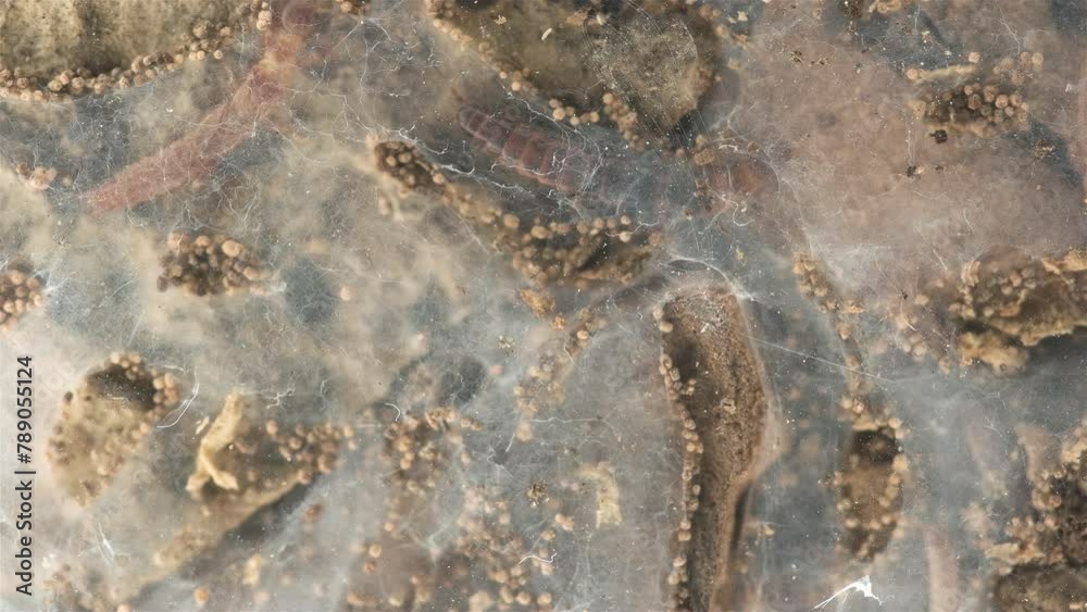 Relic insecta Embia savignyi under a microscope, family Embiidae, feed ...