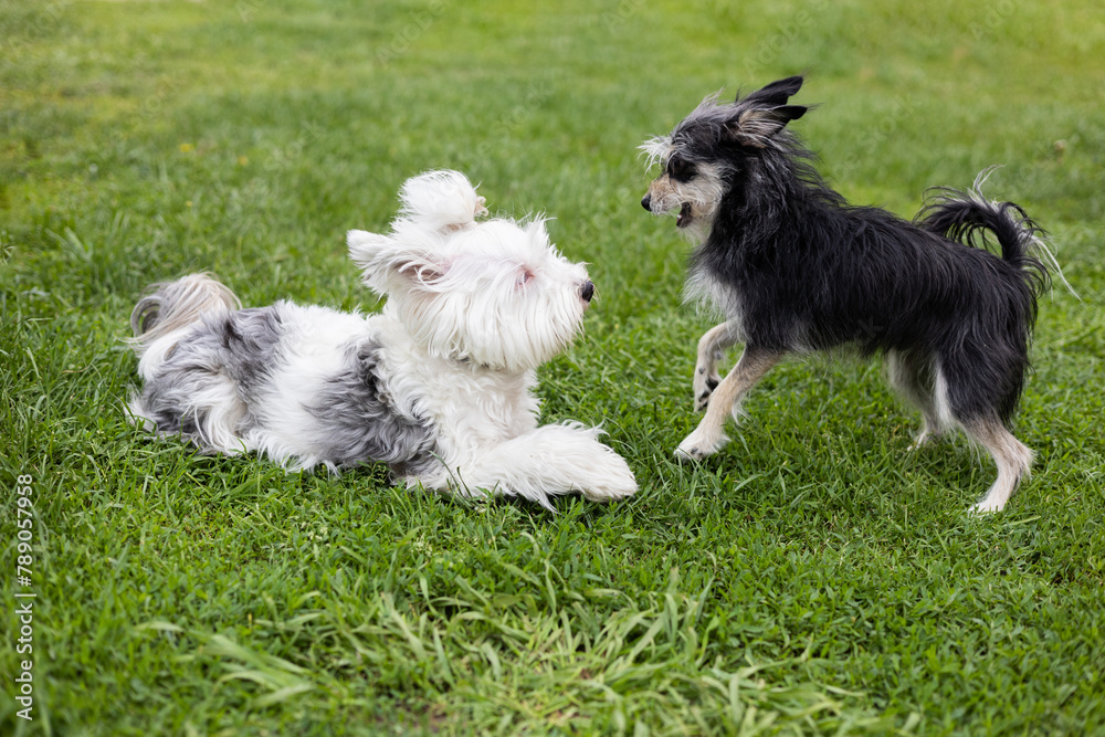 In the summer, on the lawn, two indoor dogs play with each other and ...