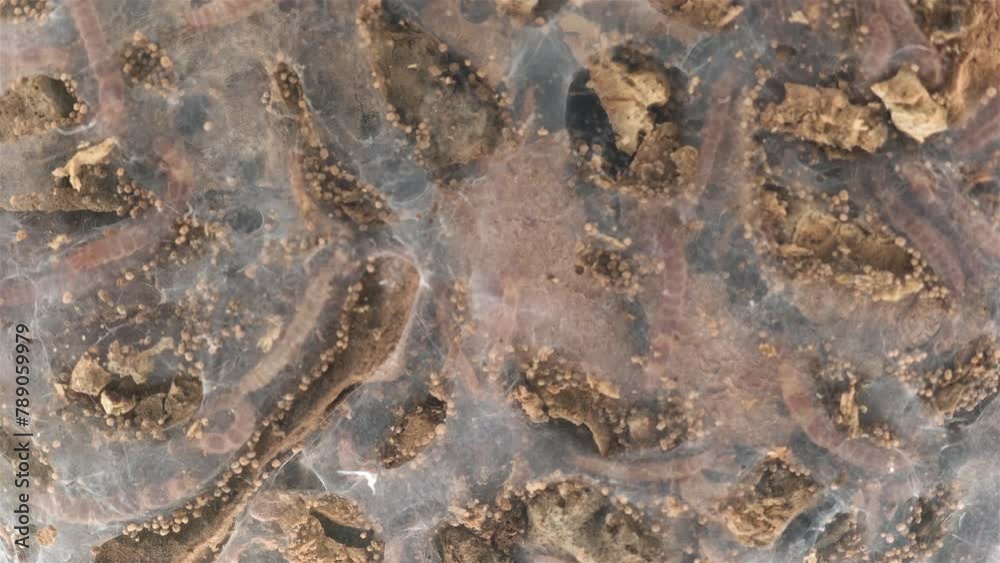 Relic insecta Embia savignyi under a microscope, family Embiidae, feed ...