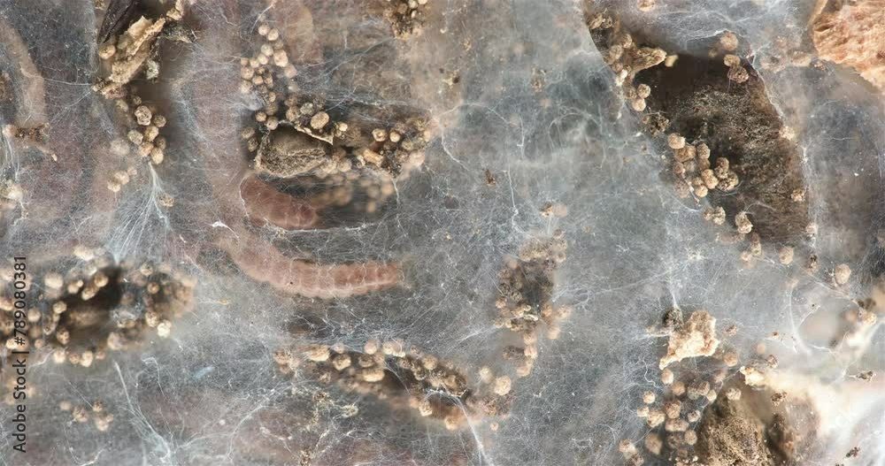 Relic insecta Embia savignyi under a microscope, family Embiidae, feed ...