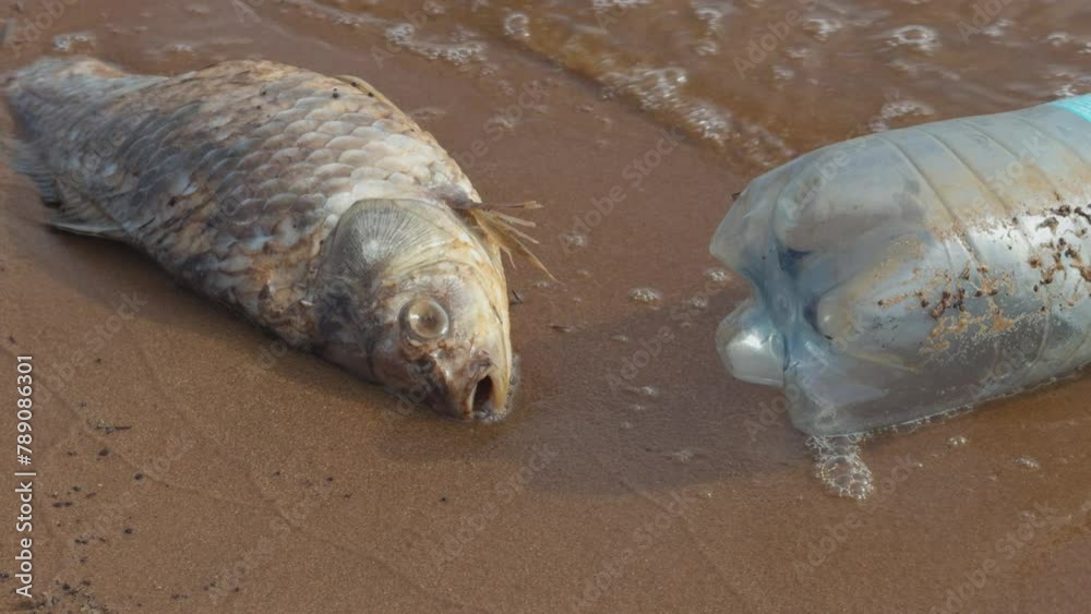 Dead fish on sandy shore next to discarded plastic bottle. Water ...