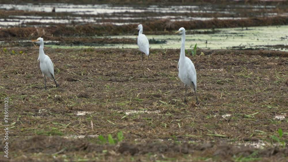 Flock of great egret (ardea alba) spotted standing on the agricultural ...