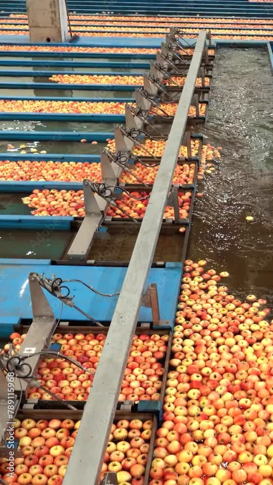 Modern Apple Processing Plant Interior With Fresh Apples - Panning Shot ...