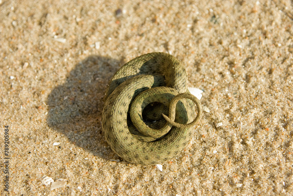 Diced snake (Natrix tesselata curled up in ball and hid its head under ...