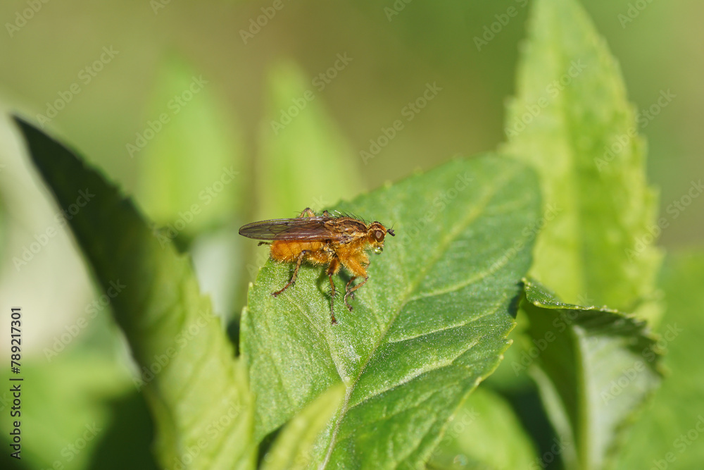 Scathophaga stercoraria, yellow dung fly, golden dung fly. Blowing a ...