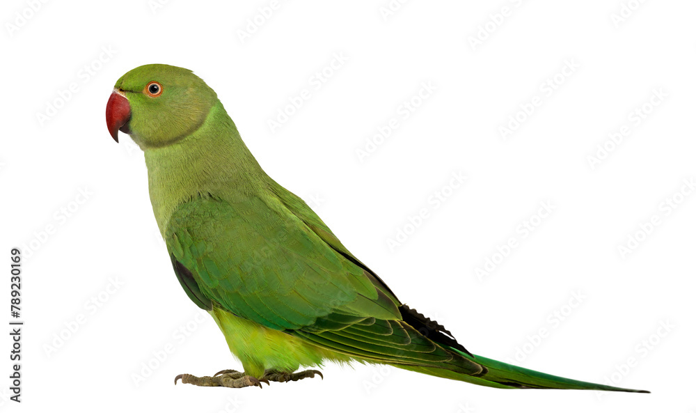Foto de Side view of a Rose-ringed Parakeet, Psittacula krameri, also ...