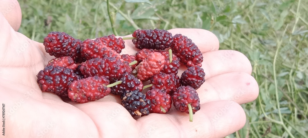 red mulberry fruit or fruit of the Morus rubra in the garden Stock ...