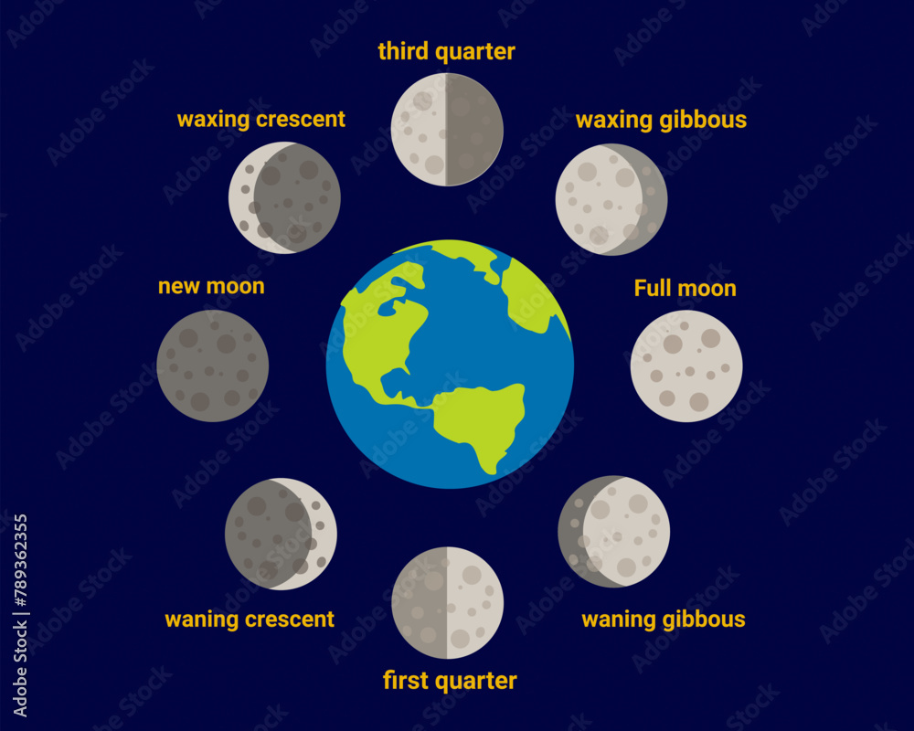 Diagram of the phases of the moon positions of the moon vector ...