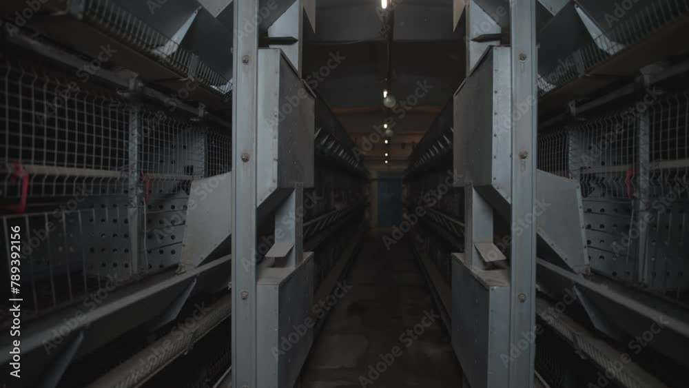 Raising lots of chickens in the metal cages at the poultry layer ...