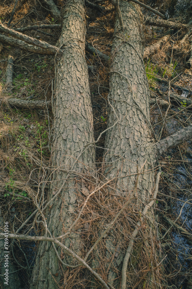 dried plants and vines atop a fallen tree with two main branches in a ...