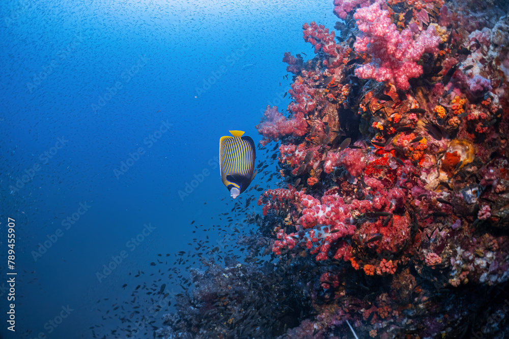 emperor angelfish swim around coral reef photography in deep sea in ...