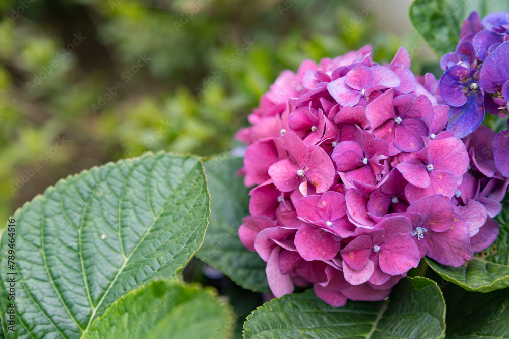 Beautiful hydrangeas blooming in early summer in mizoram India. Stock ...