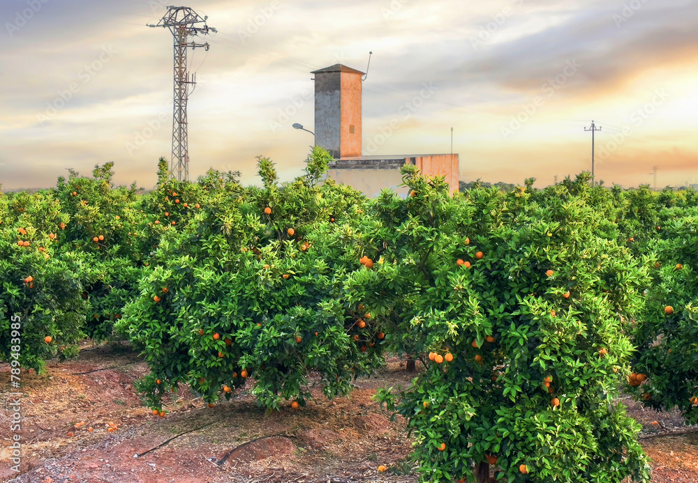 Citrus trees on farm field. Planting, Growing, Harvesting Citrus Fruits ...