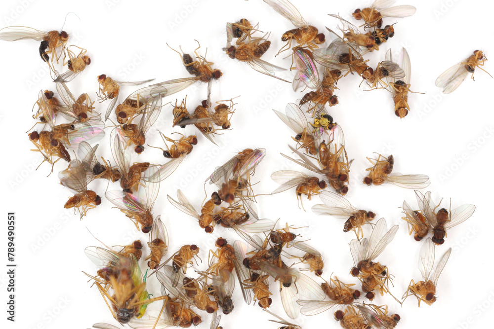 Flies of species Scaptomyza pallida (Drosophilidae) reared from sugar ...