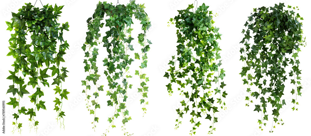 hanging ivy plant bush foliage isolated on white or transparent ...