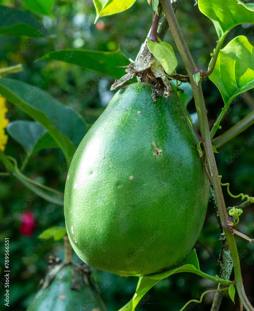 Fruit of Passiflora quadrangularis on a branch, the giant granadilla ...