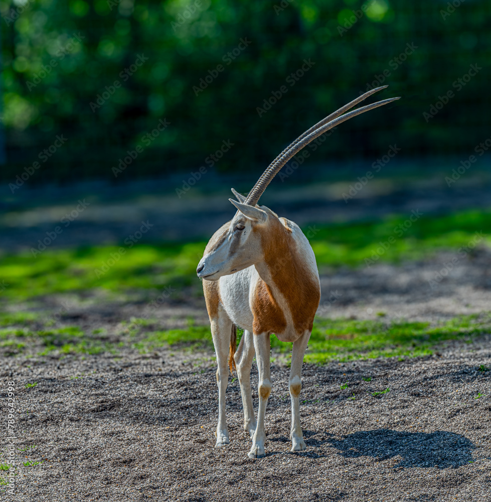 The scimitar oryx (Oryx dammah), also known as the scimitar-horned oryx ...