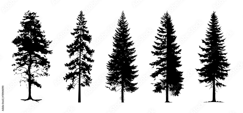 Set of silhouette spruce line drawing. Side view set of graphics trees ...