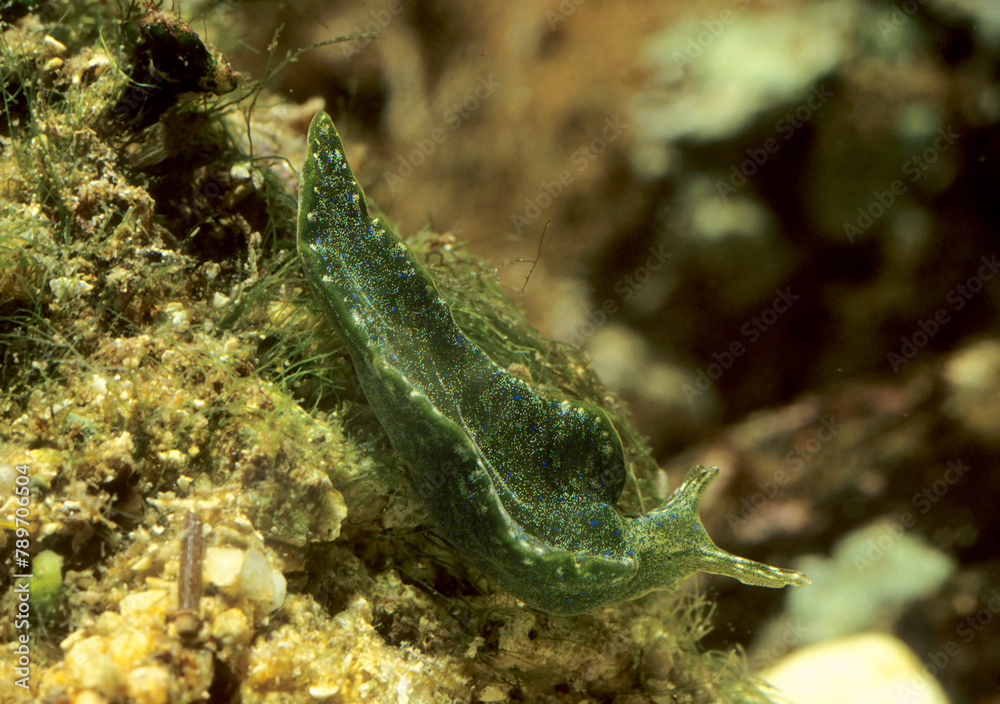 Solar-powered sea slug on rock, green velvet snail, green elysia, sap ...