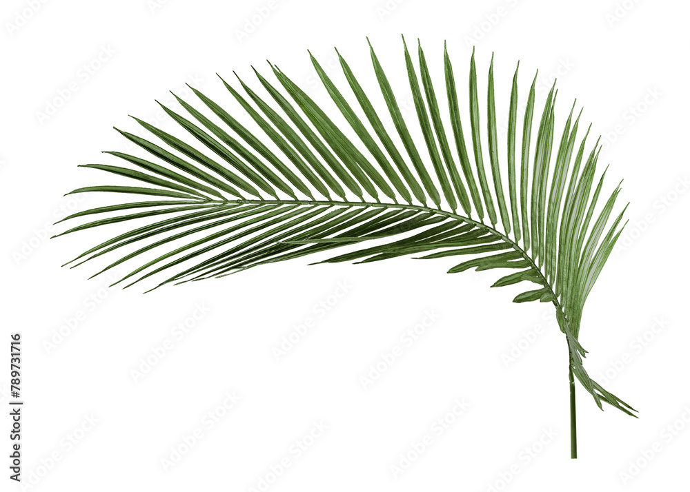 Areca palm leaf png sticker, cut out, transparent background Stock ...