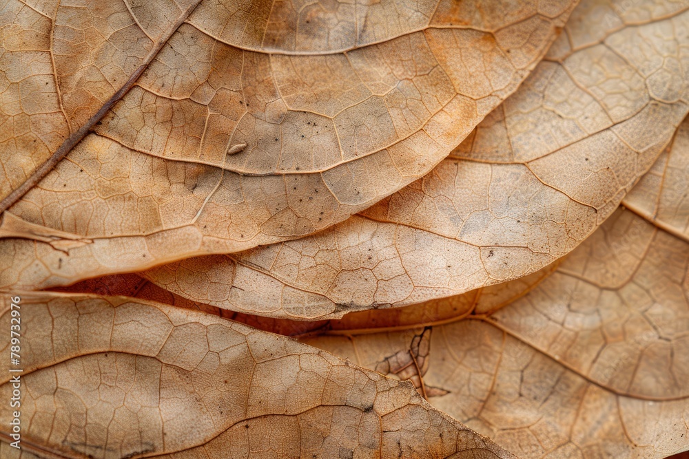 Close up of Fiber structure of dry leaves texture background. Cell ...