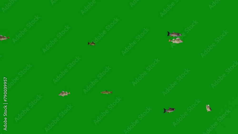 3D fish in the green screen background chromakey small sea and aquarium ...