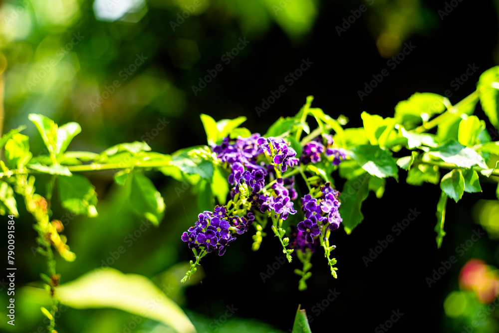 Duranta Erecta,Skyflower,Blue Flowers of Sapphire Showers (Duranta ...