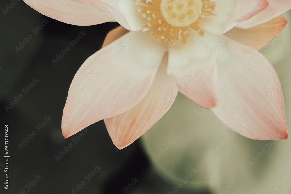 Nelumbo nucifera called the sacred blue lotus of the Nile.the flowers ...