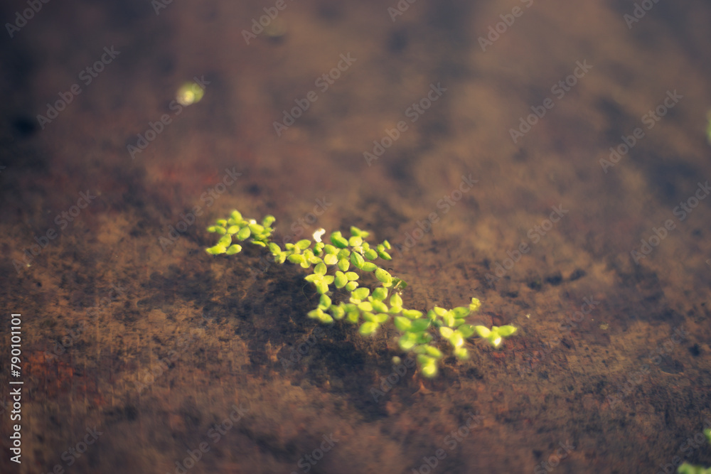 Lemna minor,emna minor flowers are very rare, about 1mm in size ...