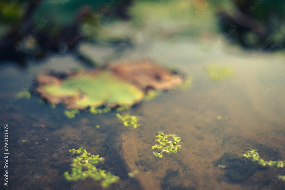 Lemna minor,emna minor flowers are very rare, about 1mm in size ...